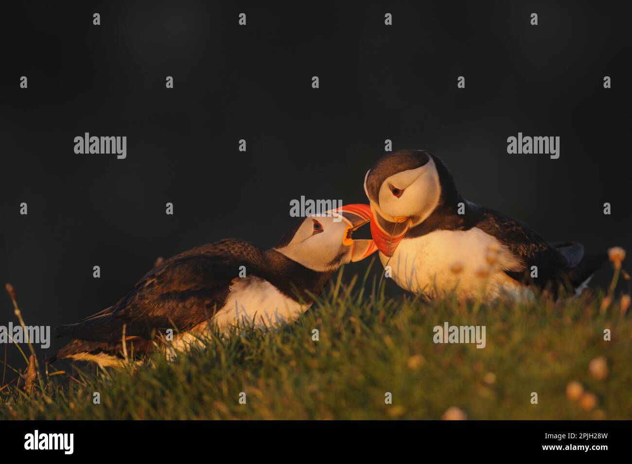 Puffin display hi-res stock photography and images - Alamy