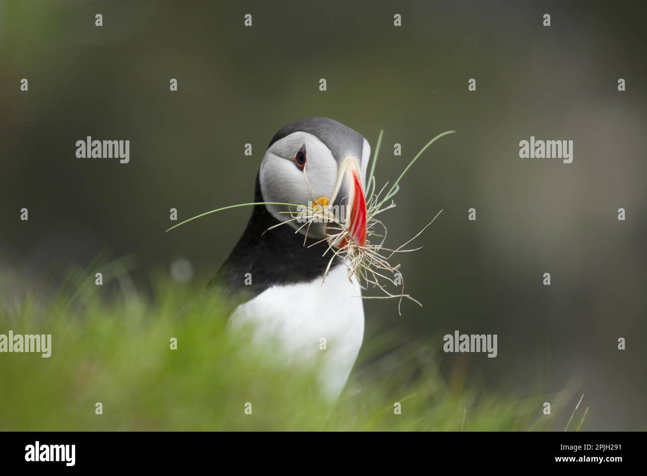 Atlantic Puffin (Fratercula arctica) adult, breeding plumage, with ...