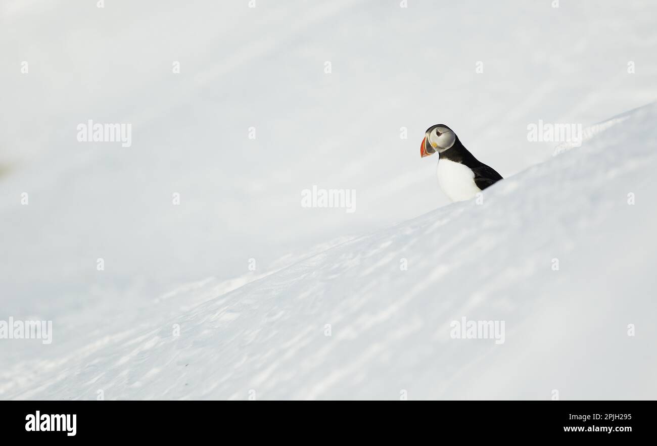 Atlantic puffin winter plumage hi-res stock photography and images - Alamy