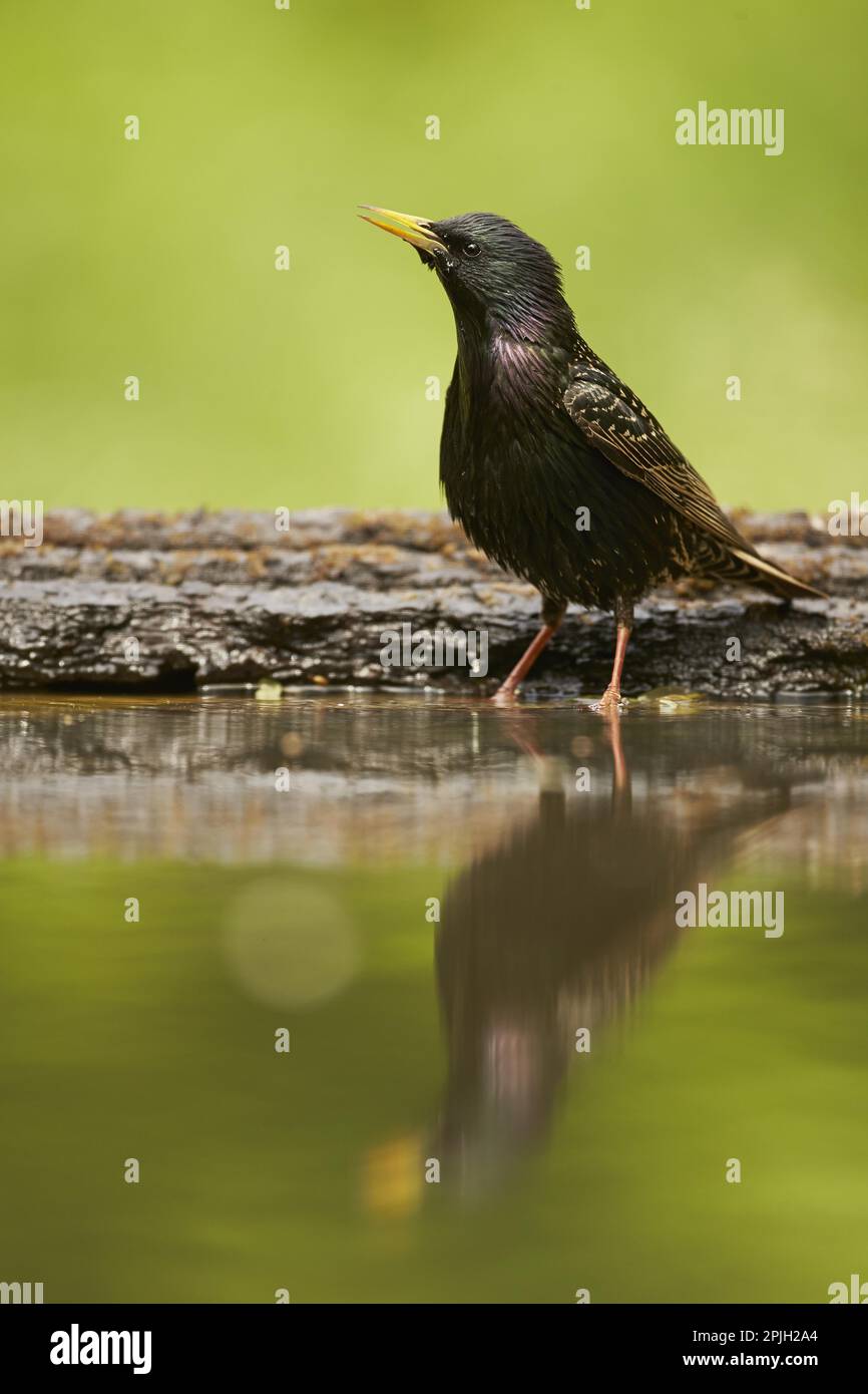 Common Starling (Sturnus vulgaris) adult female, breeding plumage ...