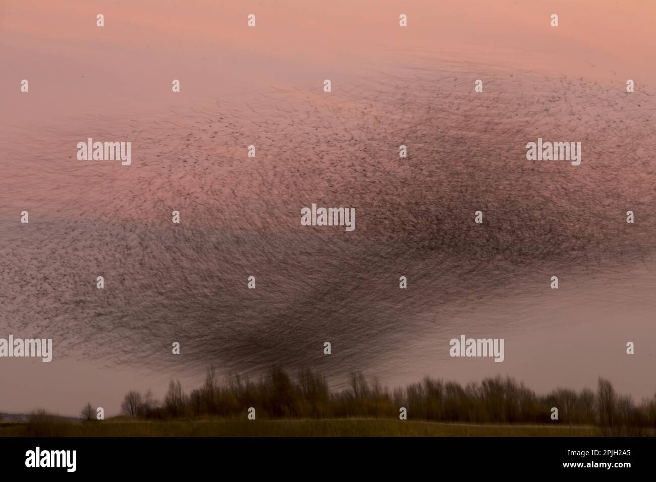 Common Starling (Sturnus vulgaris) flock, in roosting flight at sunset ...