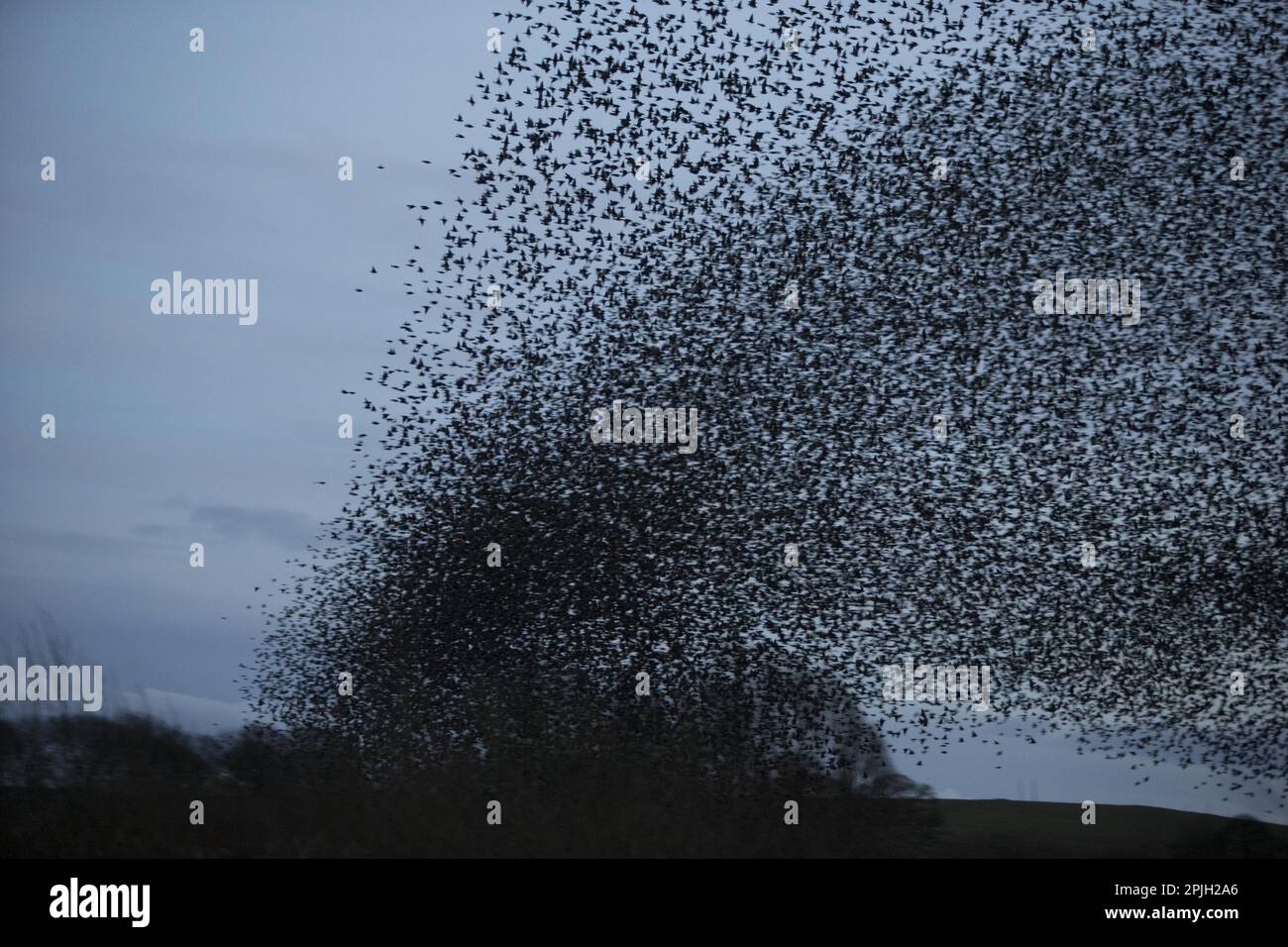 Common Starling (Sturnus vulgaris) flock, in roosting flight at dusk ...