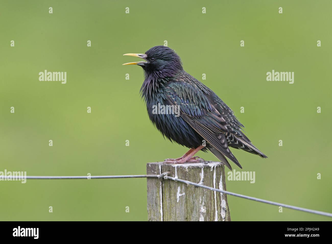 Communication shetland hi-res stock photography and images - Alamy