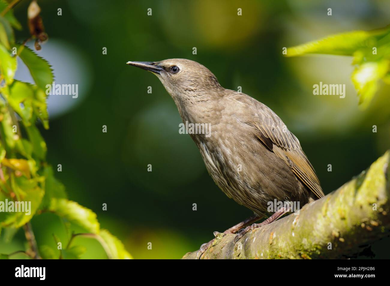 Young juvenile common starling (Sturnus vulgaris), newly fledged, on a ...