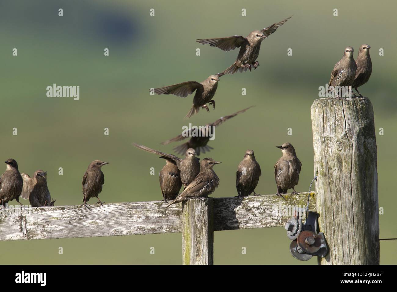 Juvenile common starling (Sturnus vulgaris), flock in flight and ...