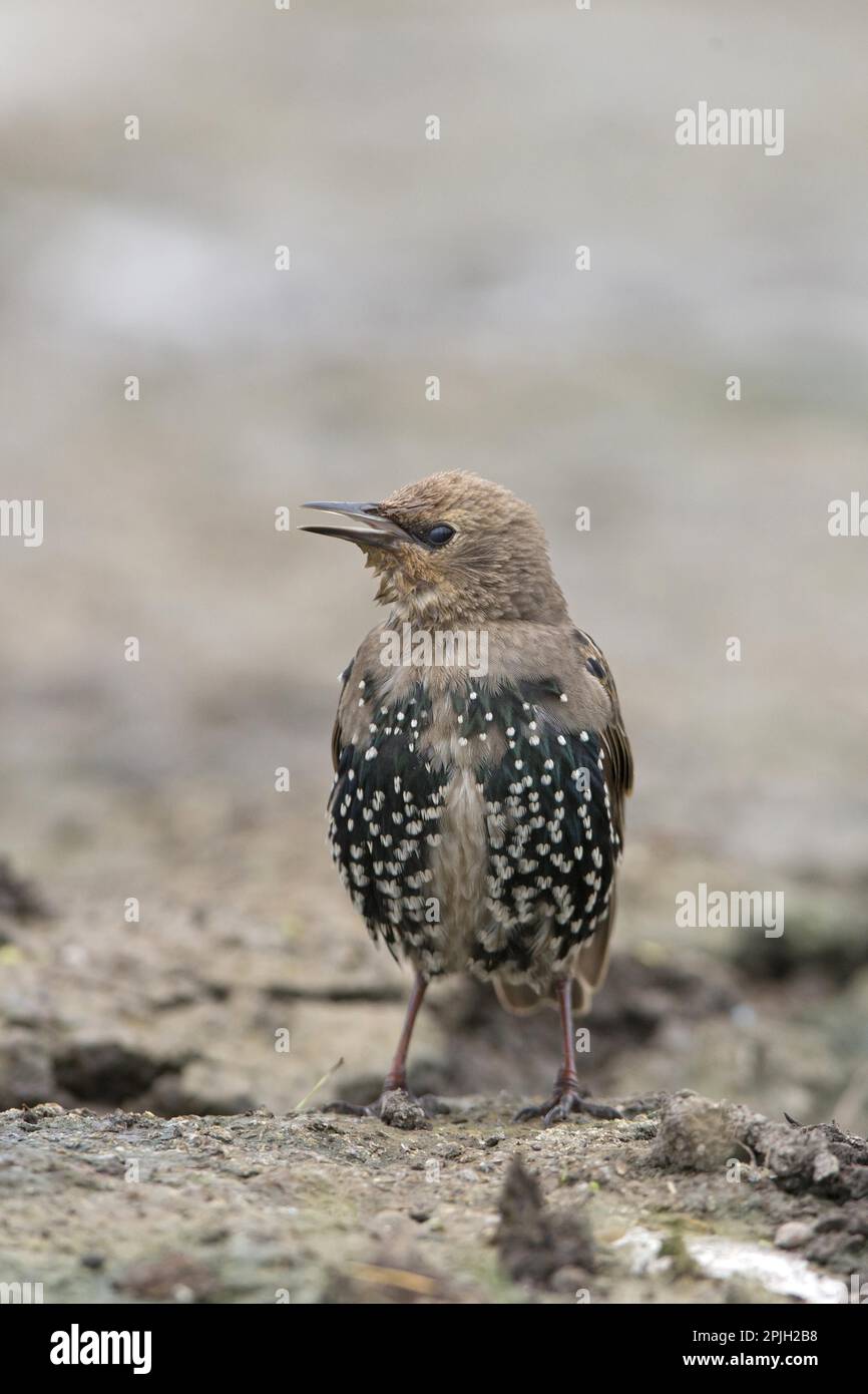 Common common starling (Sturnus vulgaris) immature, calling, standing ...