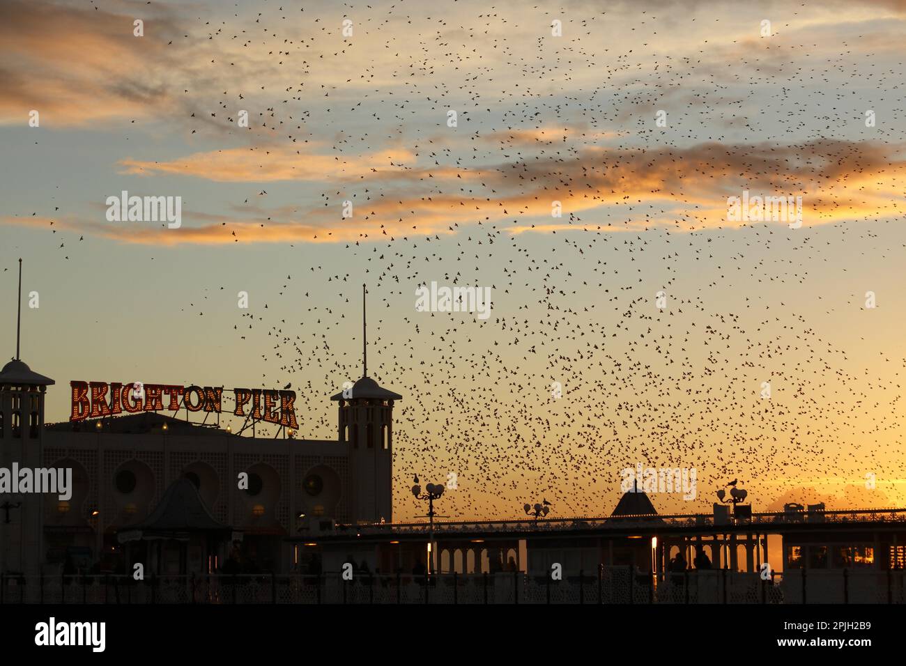 Common common starling (Sturnus vulgaris), in flight, gathering over ...