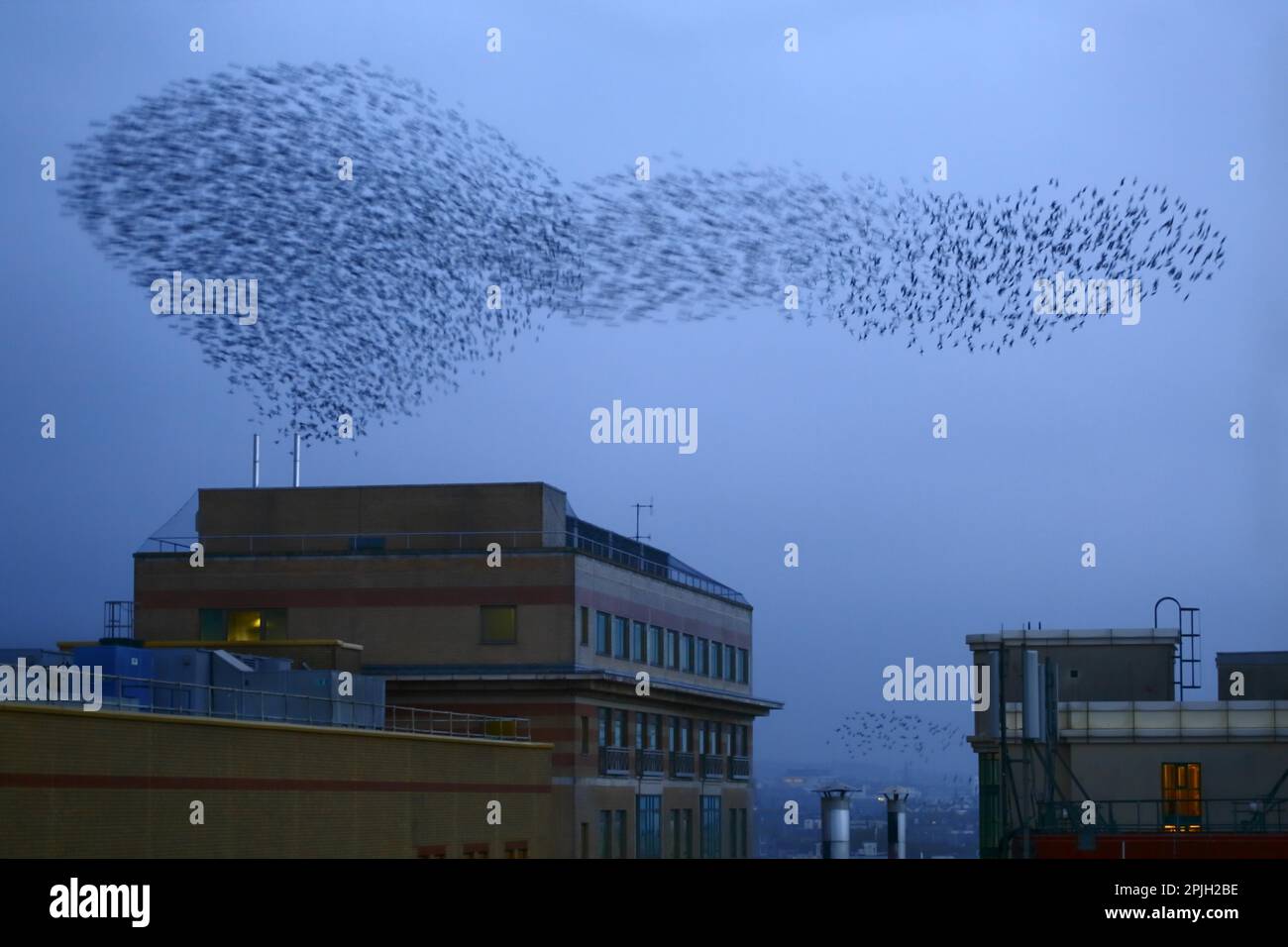Common common starling (Sturnus vulgaris), flock on the run, gathering ...