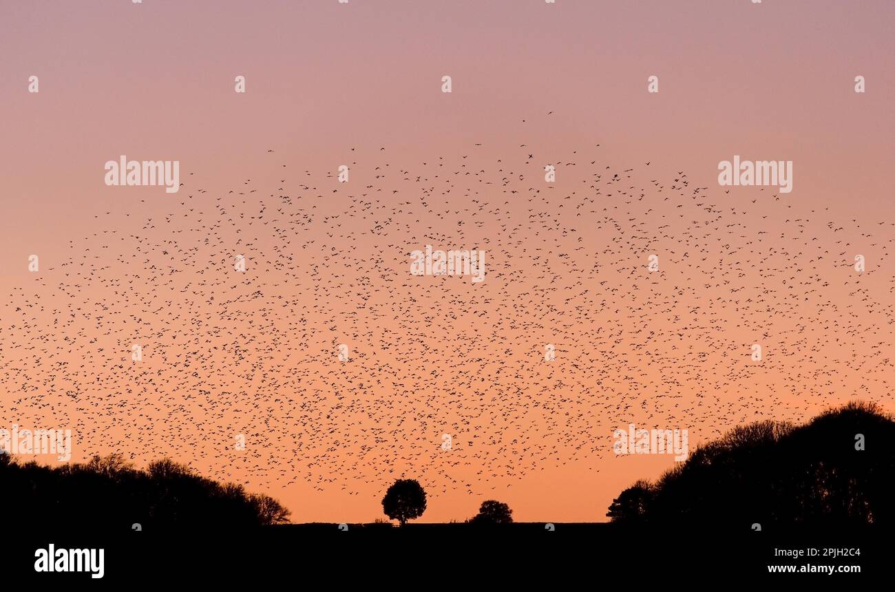 Common common starling (Sturnus vulgaris), resting over wetland at ...