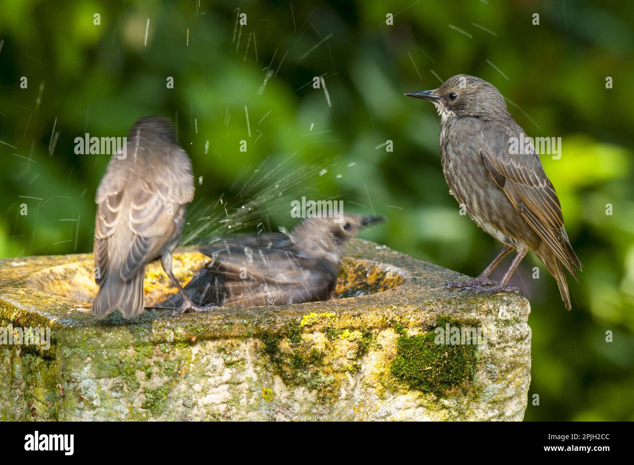 Common common starling (Sturnus vulgaris) three fledglings, newly ...