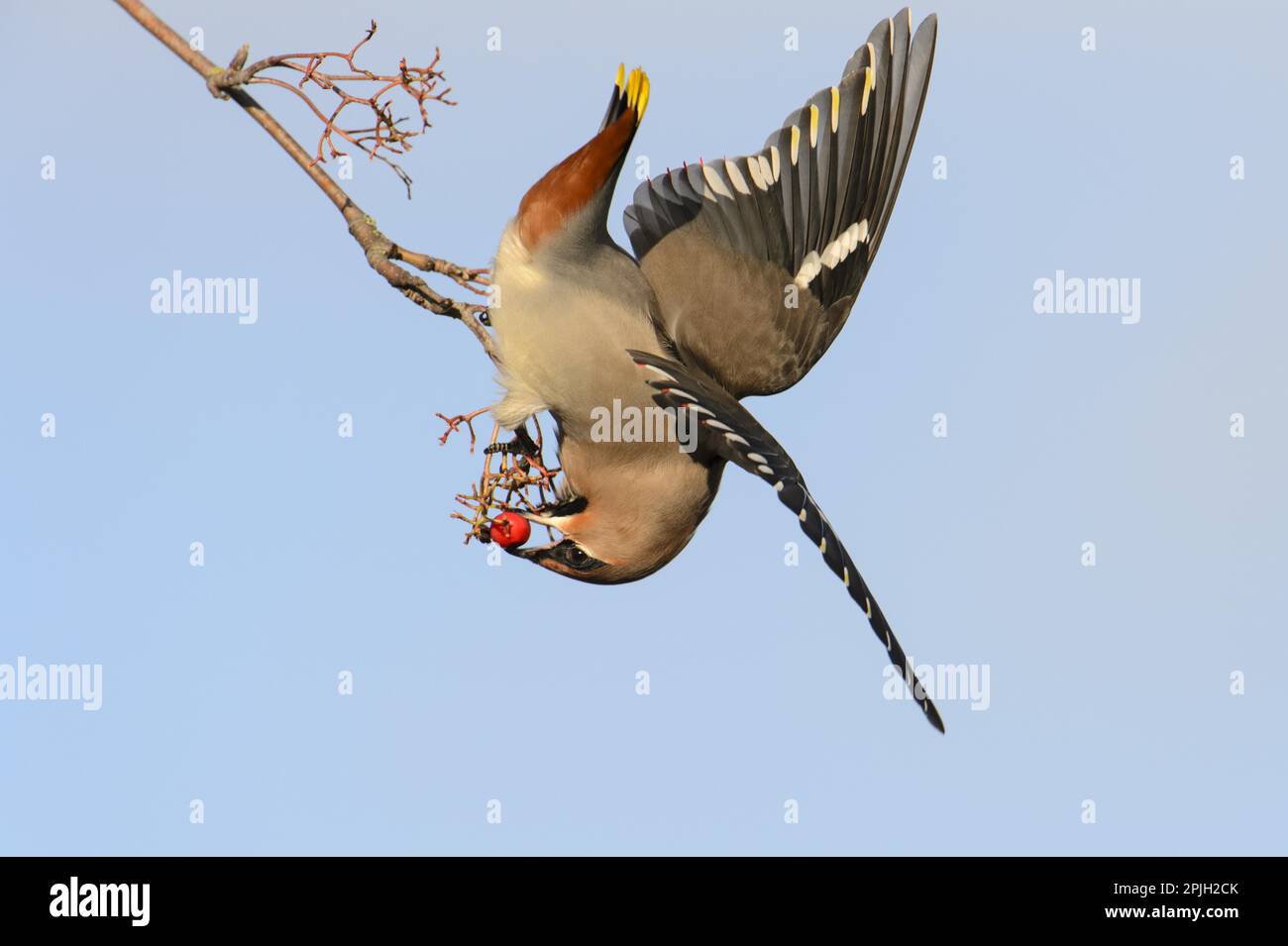 Bohemian bohemian waxwing (Bombycilla garrulus) adult, feeding on ...