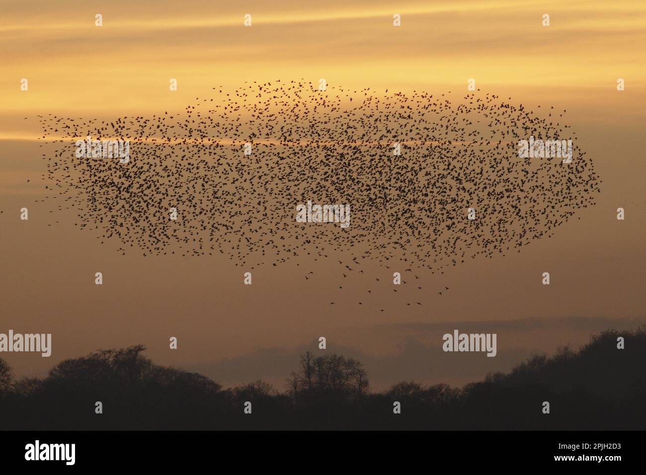Common common starling (Sturnus vulgaris), flock in flight, gathering ...