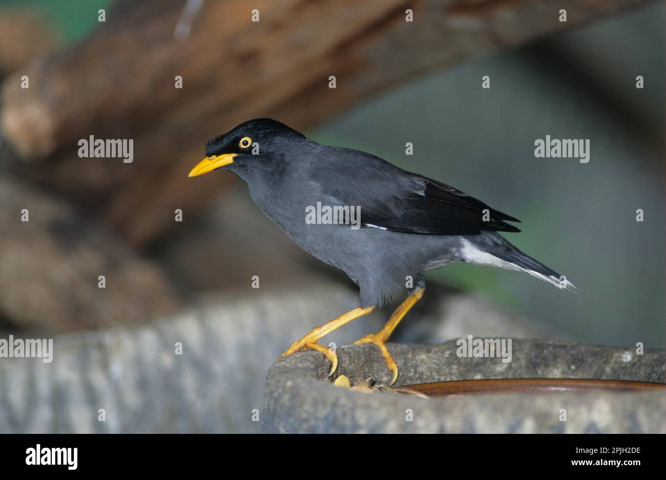 White-spotted myna (Acridotheres javanicus Stock Photo - Alamy