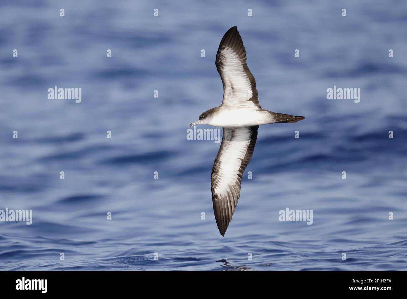 Wedge-tailed Shearwater (Puffinus pacificus) adult, in flight over sea ...