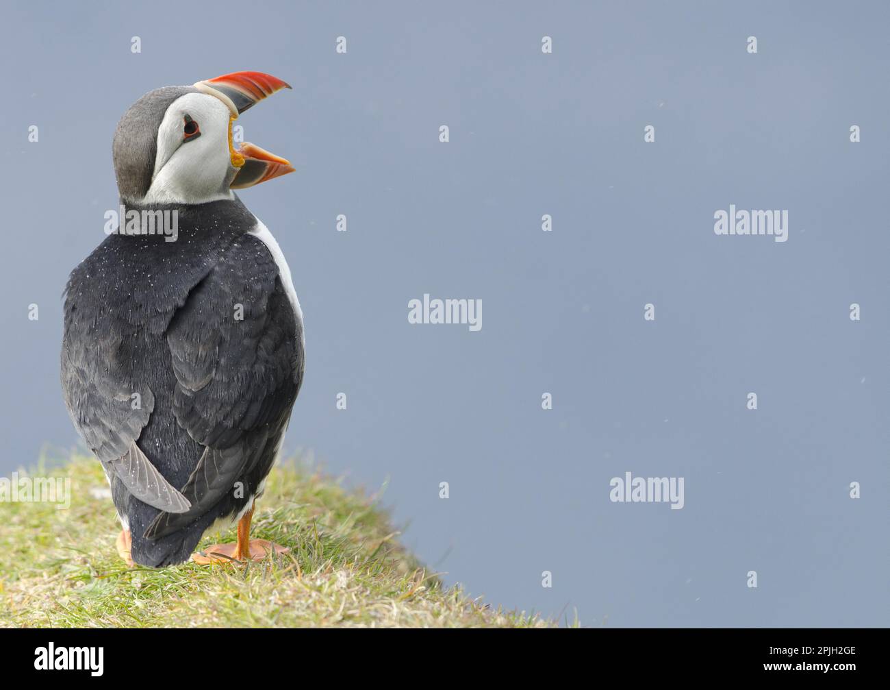 Atlantic Puffin (Fratercula arctica) adult, breeding plumage, with beak ...