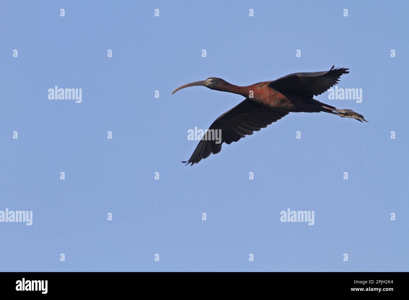 Flying glossy ibis coto donana hi-res stock photography and images - Alamy