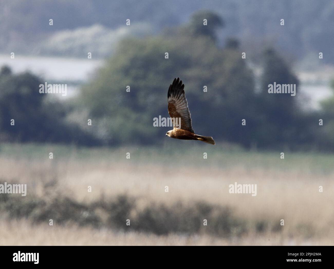 Circus aeroginosus, Marsh Harrier, Marsh Harriers, Birds of Prey ...