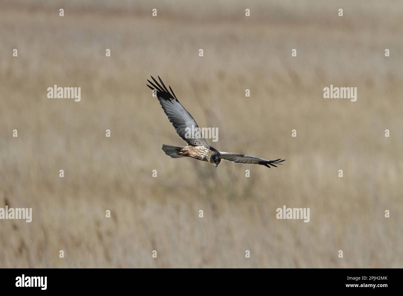 Circus aeroginosus, Marsh Harrier, marsh harriers, birds of prey ...
