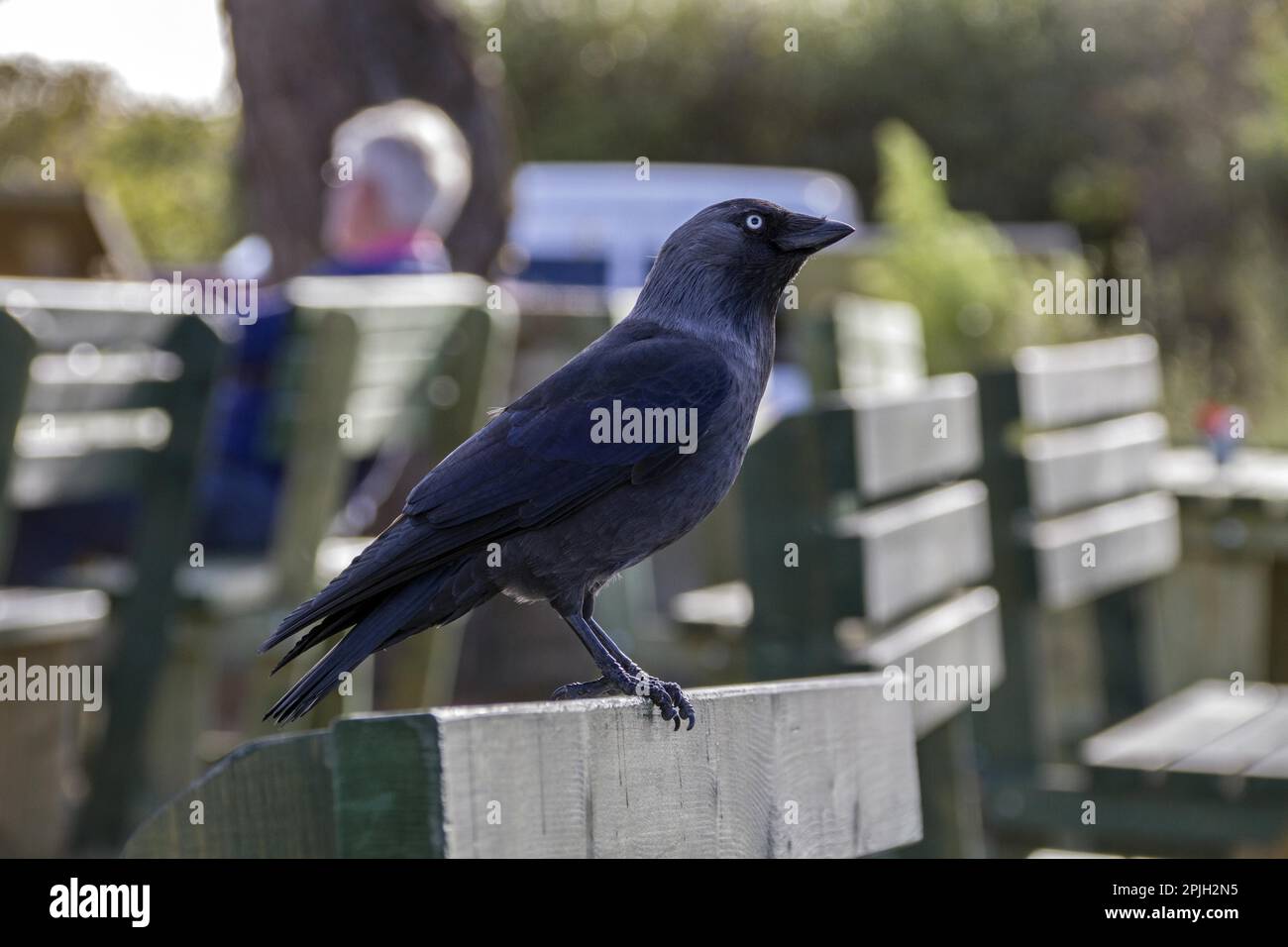 Jackdaw, western jackdaws (Coloeus monedula), Corvids, Songbirds ...