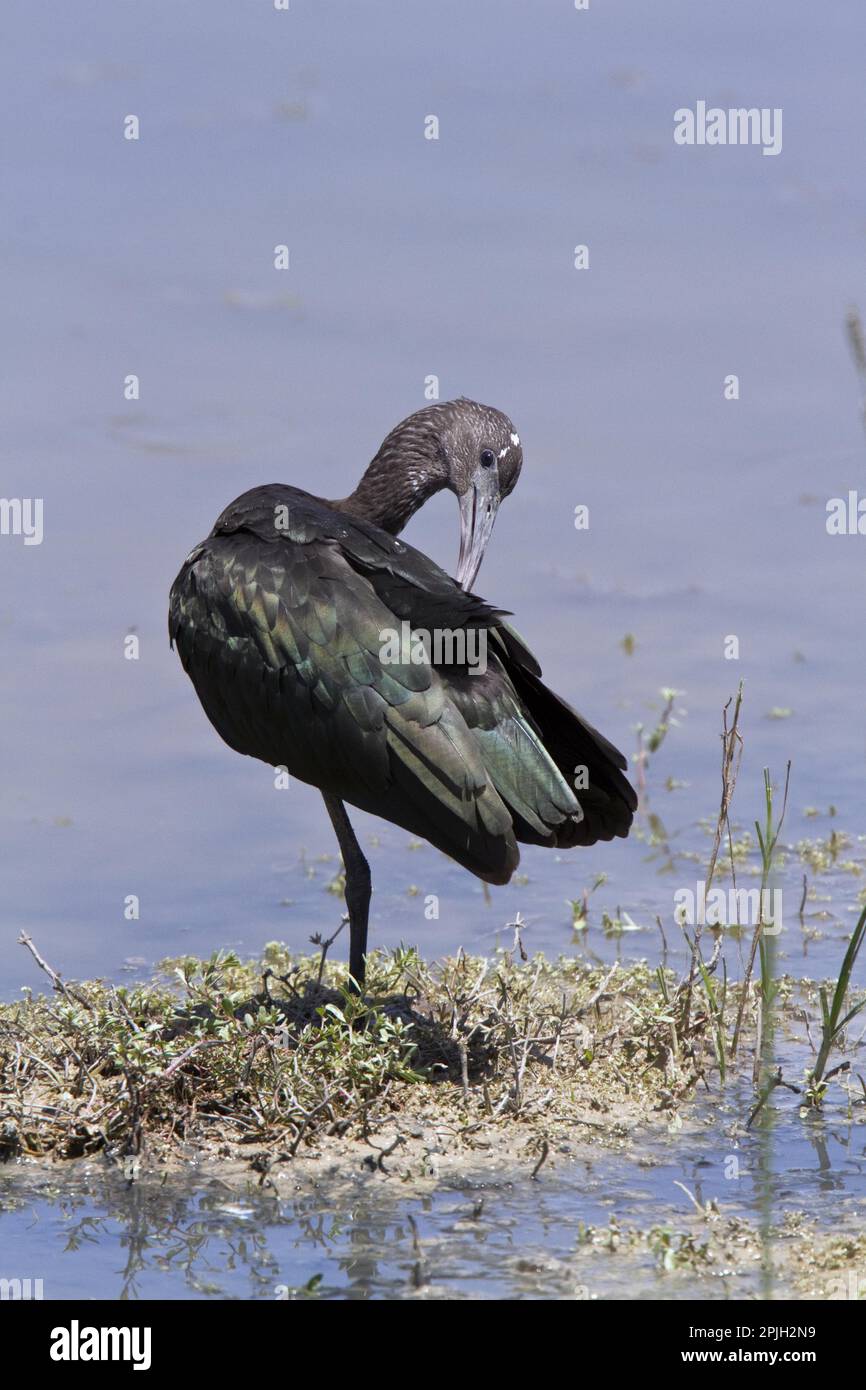 Brown Sickler, Brown Sicklers, Animals, Birds, Winter plumage Glossy ...