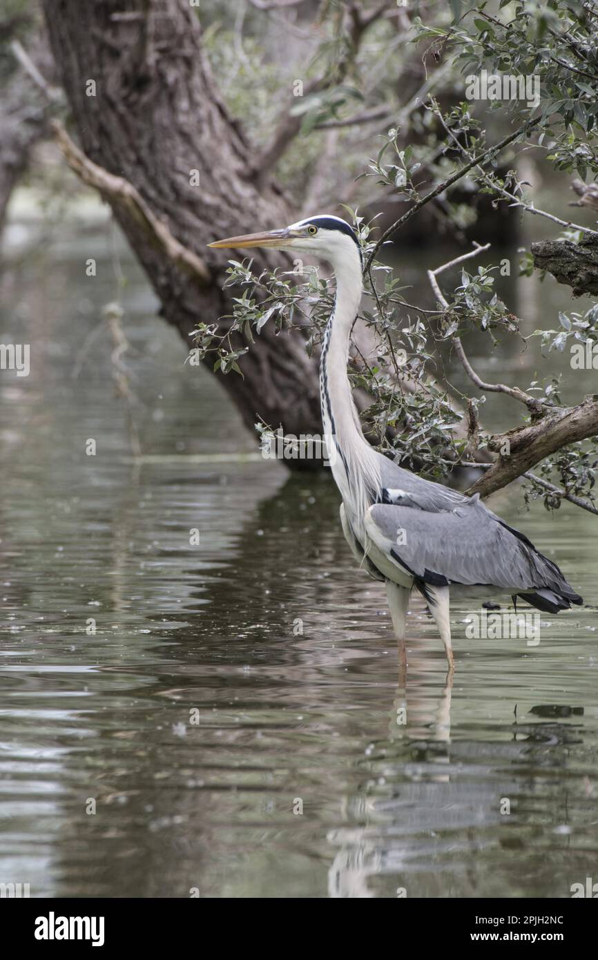 Grey Heron Standing In The Water Near Willow Tree Fishing Stock Photo