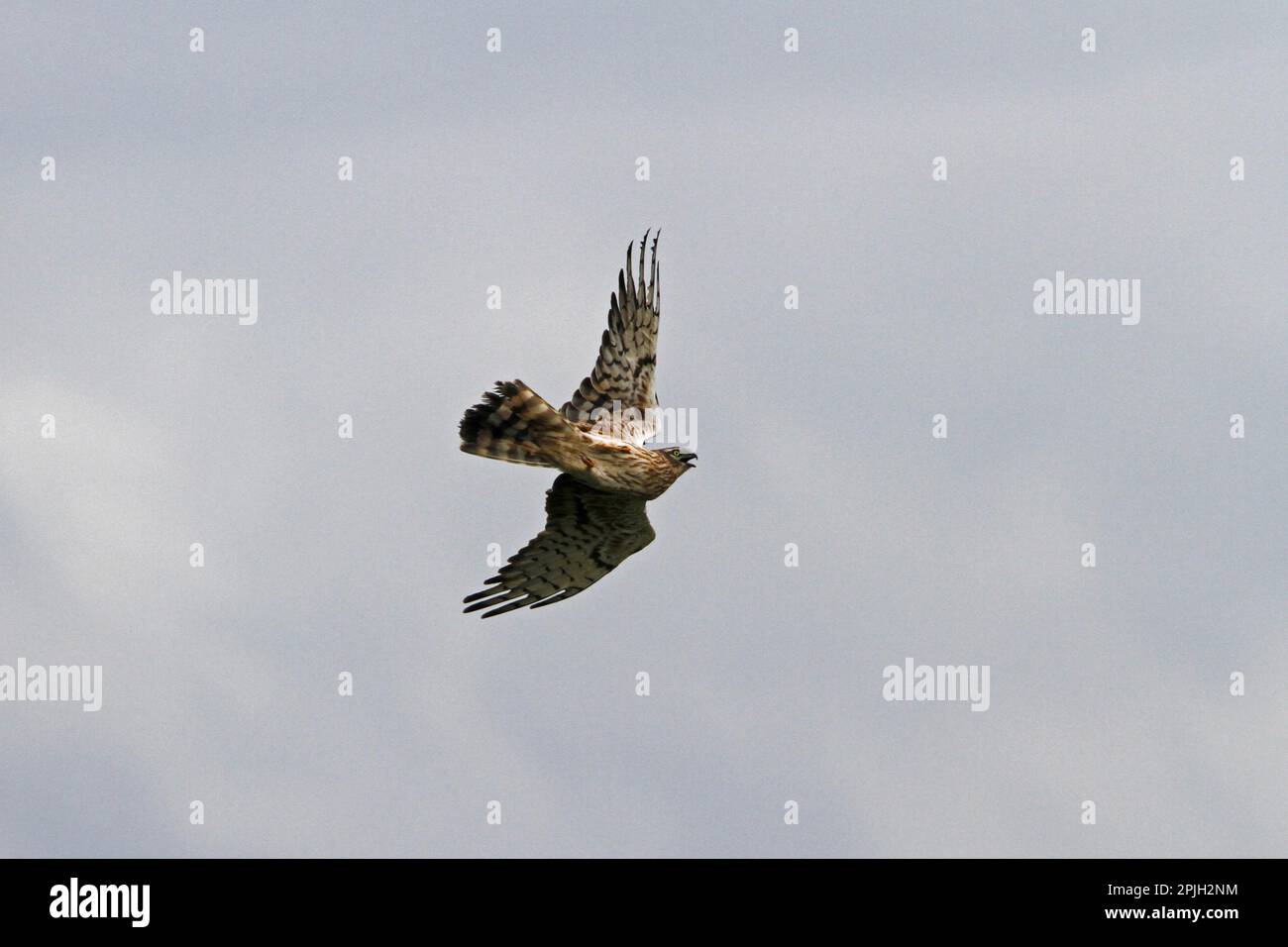 Montagu's Harrier female display flight, Harriers, birds of prey ...