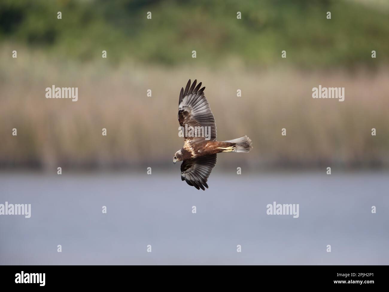 Mangrove harrier hi-res stock photography and images - Alamy