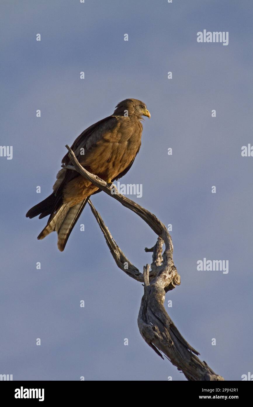 Parasitus, parasitic kite, yellow-billed kite (Milvus aegyptius), black ...