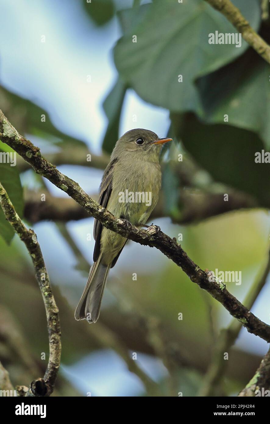 Jamaican Pewee Contopus palli, Jamaican Pewee, Jamaican Pewee, Jamaican ...