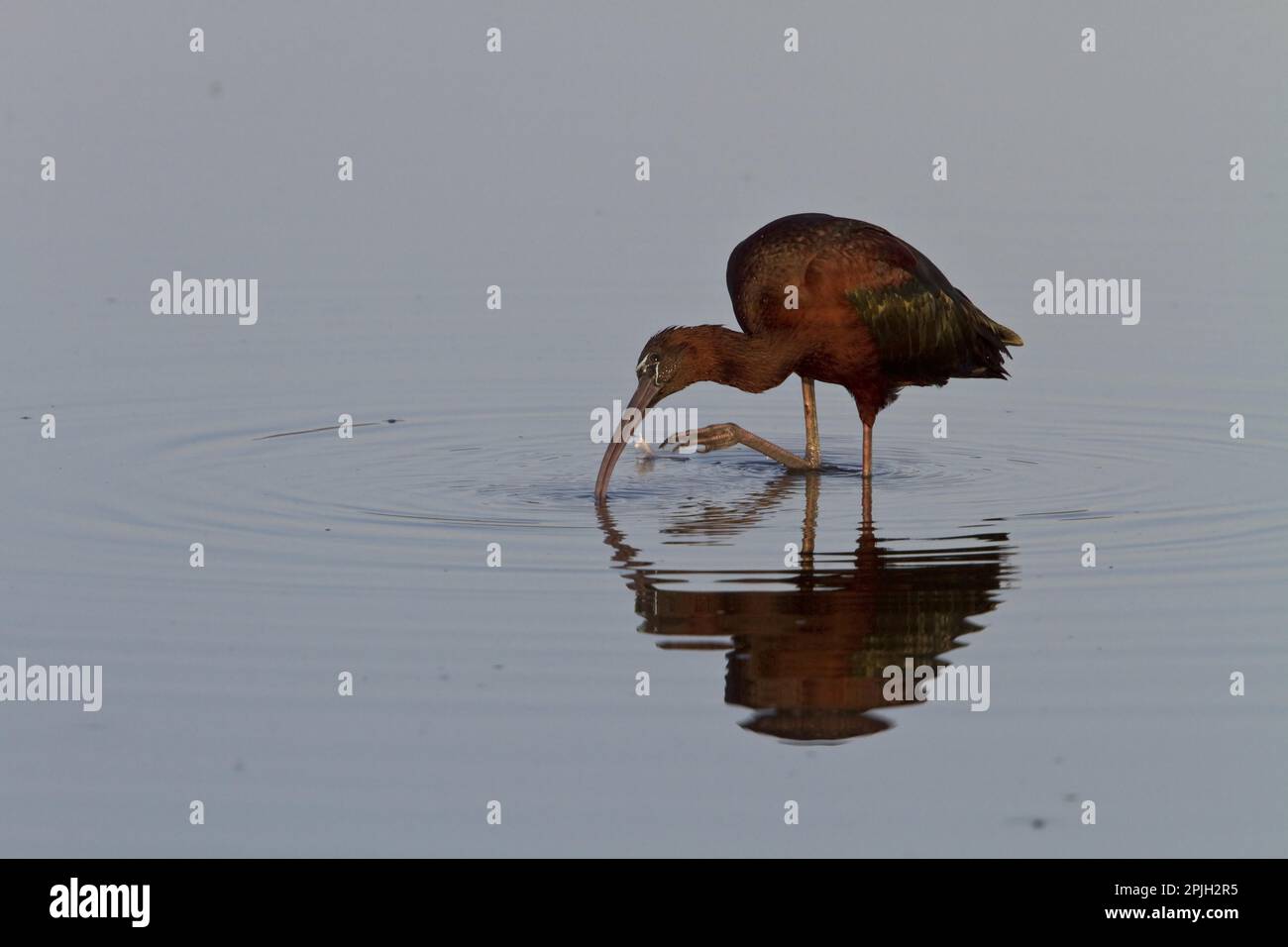 Brown Sickler, Brown Sicklers, Animals, Birds, glossy ibis, lesvos ...