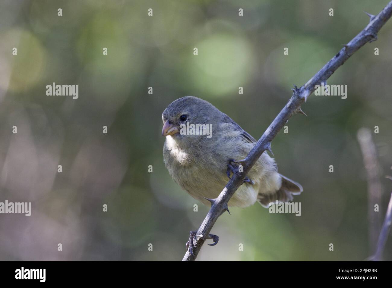 Small Tree Finch, Darwin Finch, Darwin Finches, Tangars, Songbirds ...