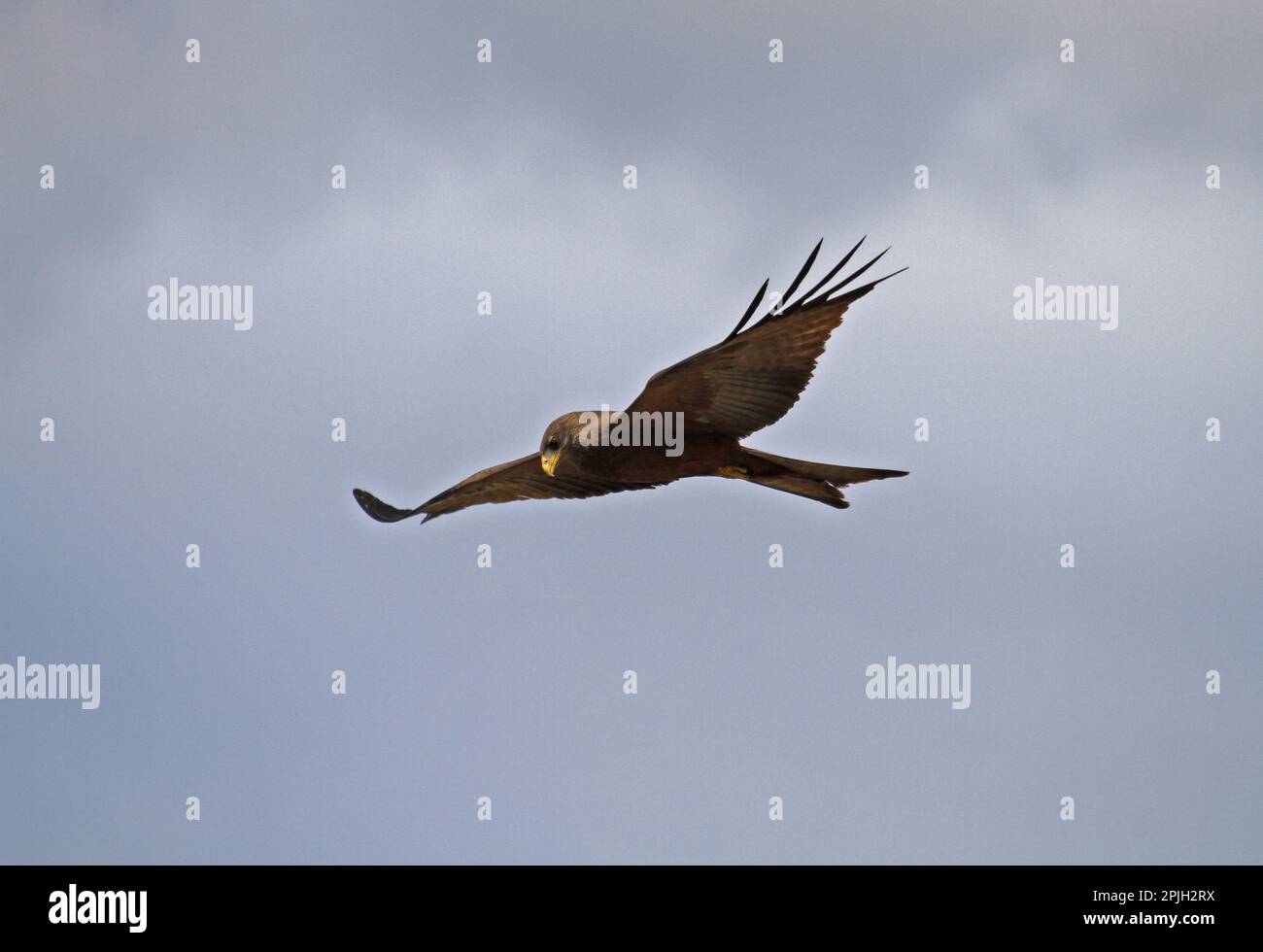 Parasitus, parasitic kite, yellow-billed kite (Milvus aegyptius), black ...