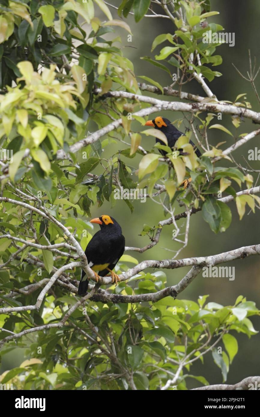 Long-tailed Myna (Mino kreffti) adult pair, perched in tree, Lelet ...