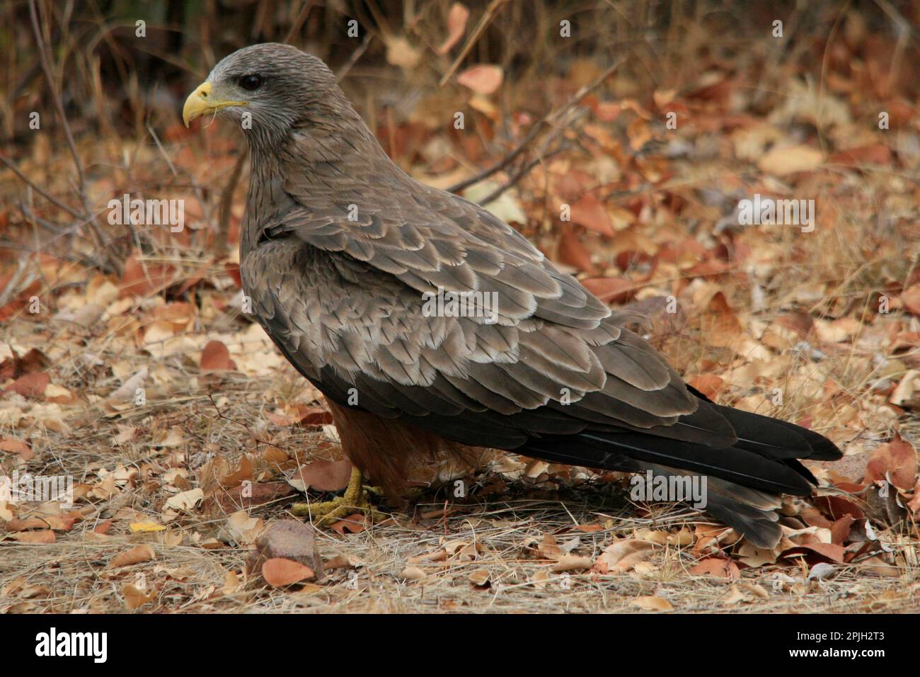 Parasitus, parasitic kite, yellow-billed kite (Milvus aegyptius), black ...