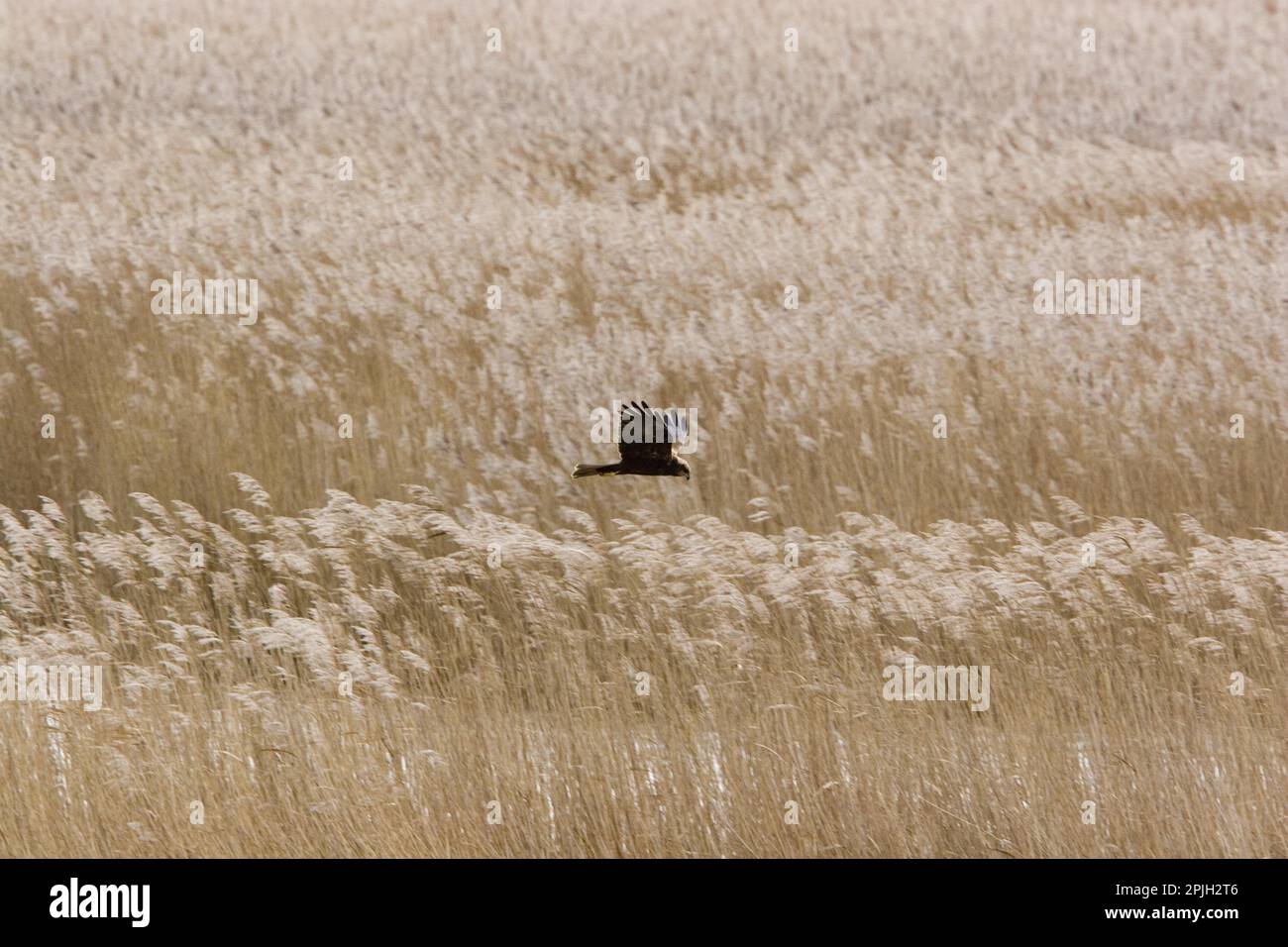 Circus aeroginosus, Marsh Harrier, western marsh-harriers (Circus ...