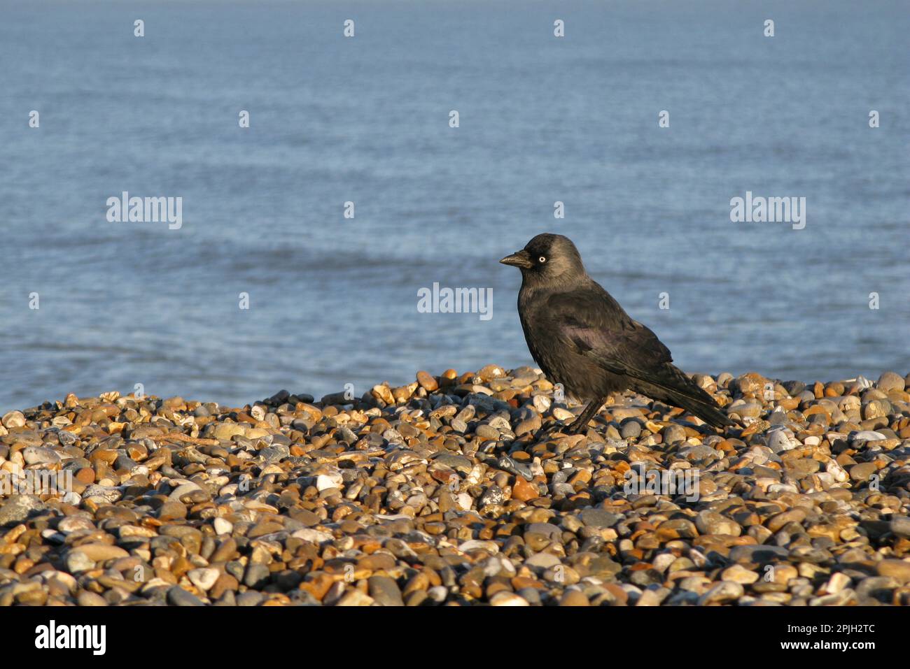 Jackdaw, western jackdaws (Coloeus monedula), Corvids, Songbirds ...