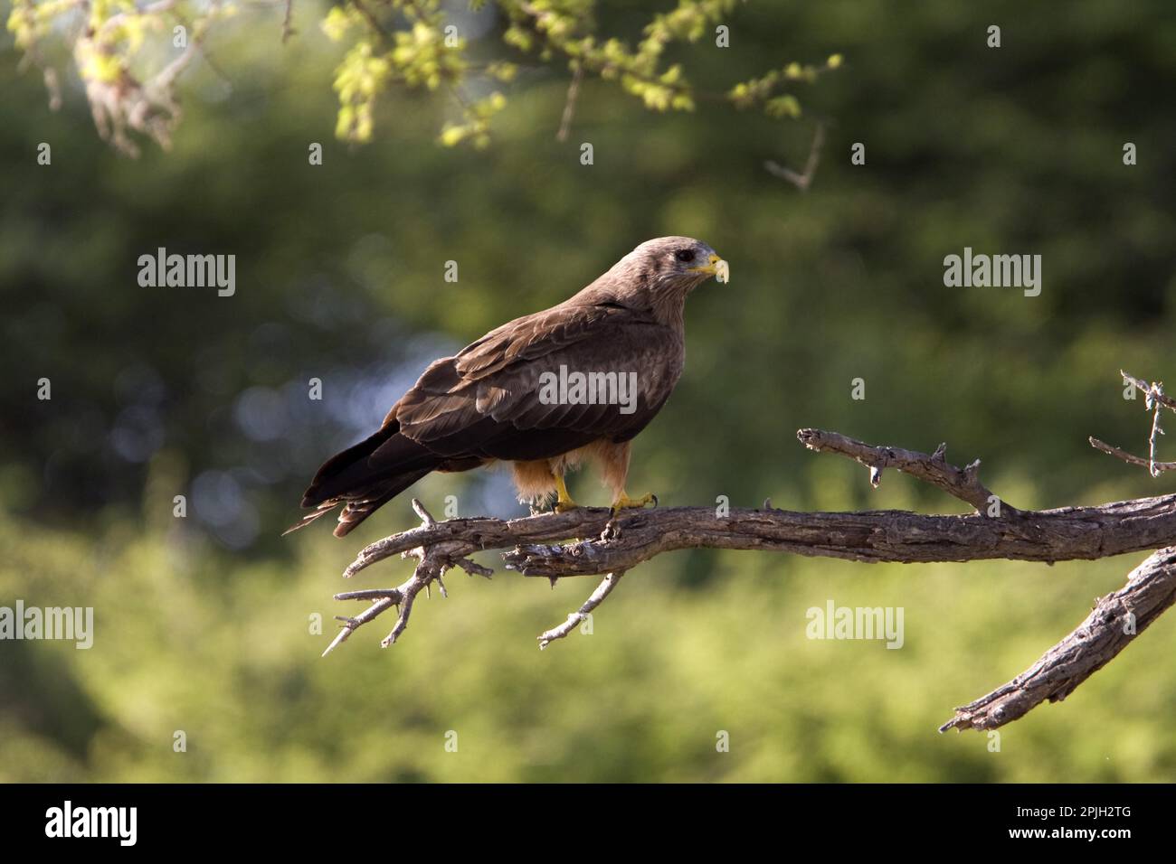 Parasitus, parasitic kite, yellow-billed kite (Milvus aegyptius), black ...