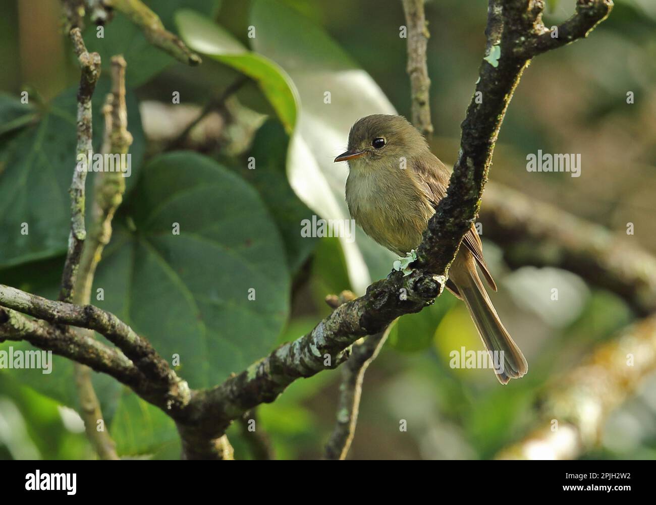 Jamaican Pewee Contopus palli, Jamaican Pewee, Jamaican Pewee, Jamaican ...