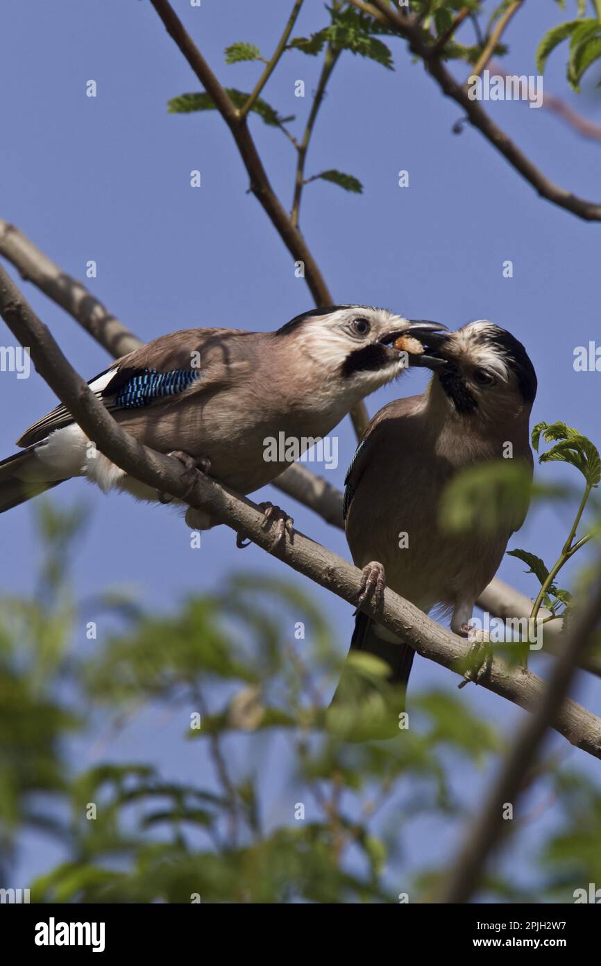 Syria Eurasian Jay, corvids, songbirds, animals, birds, Middle east Jay ...