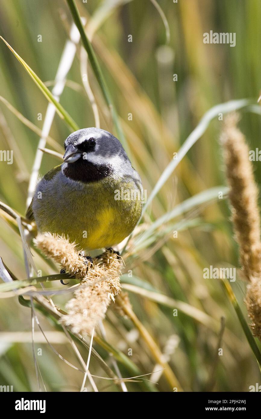 Black-throated Finch, songbirds, animals, birds, finches, Black ...