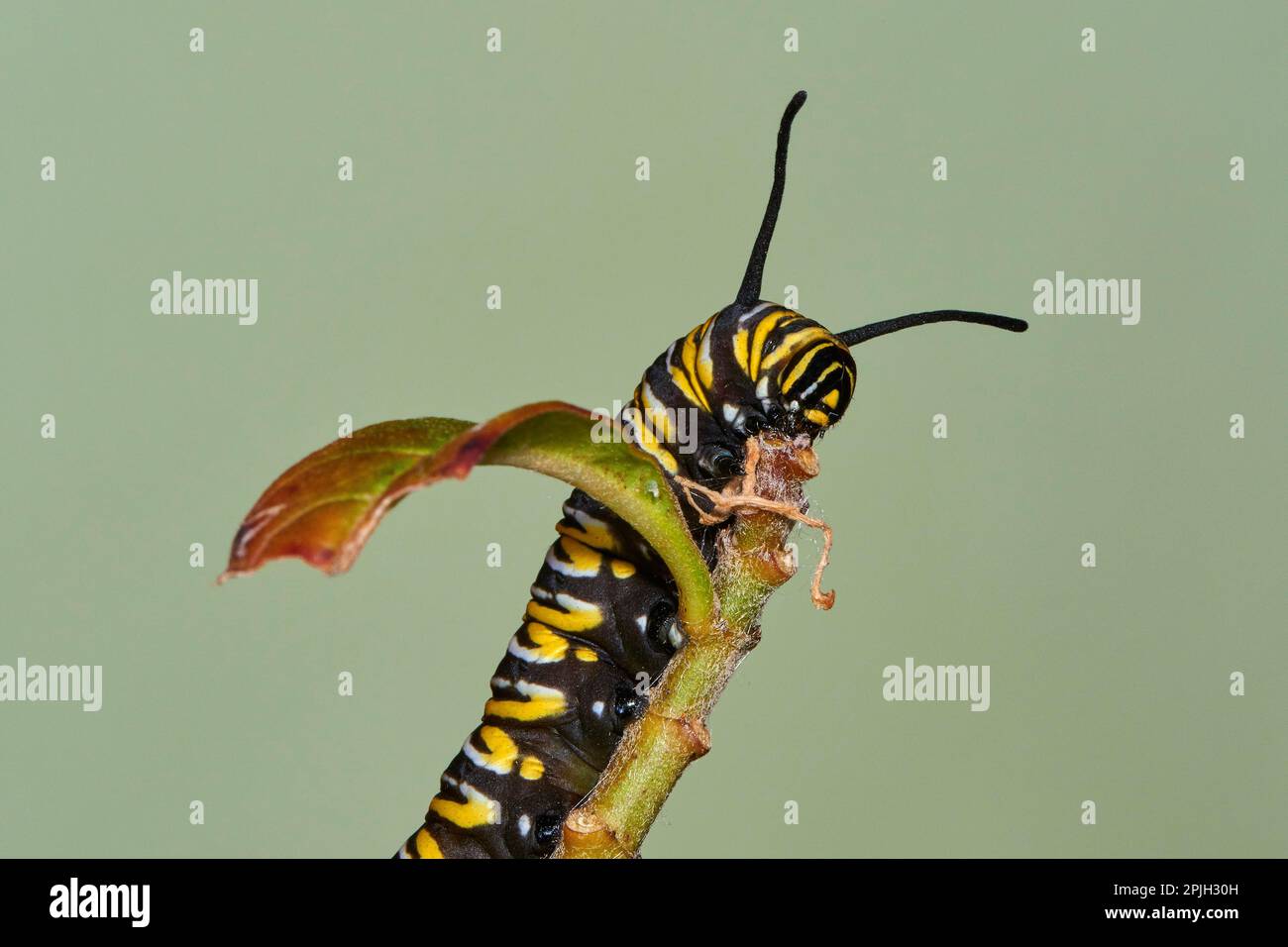 Caterpillar of the monarch butterfly (Danaus plexippus) Asclepia ...