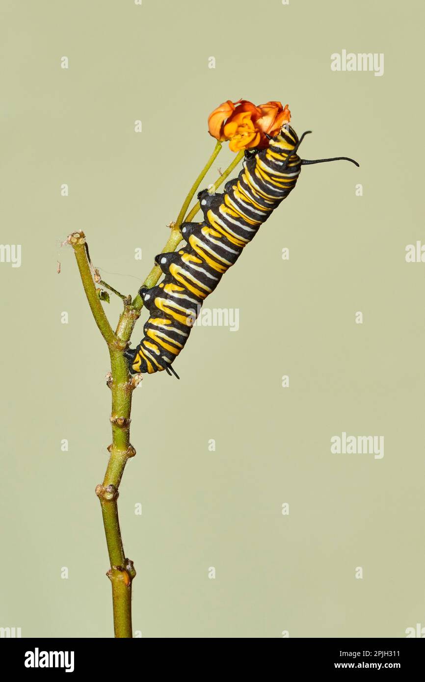 Caterpillar of the monarch butterfly (Danaus plexippus) Asclepia ...
