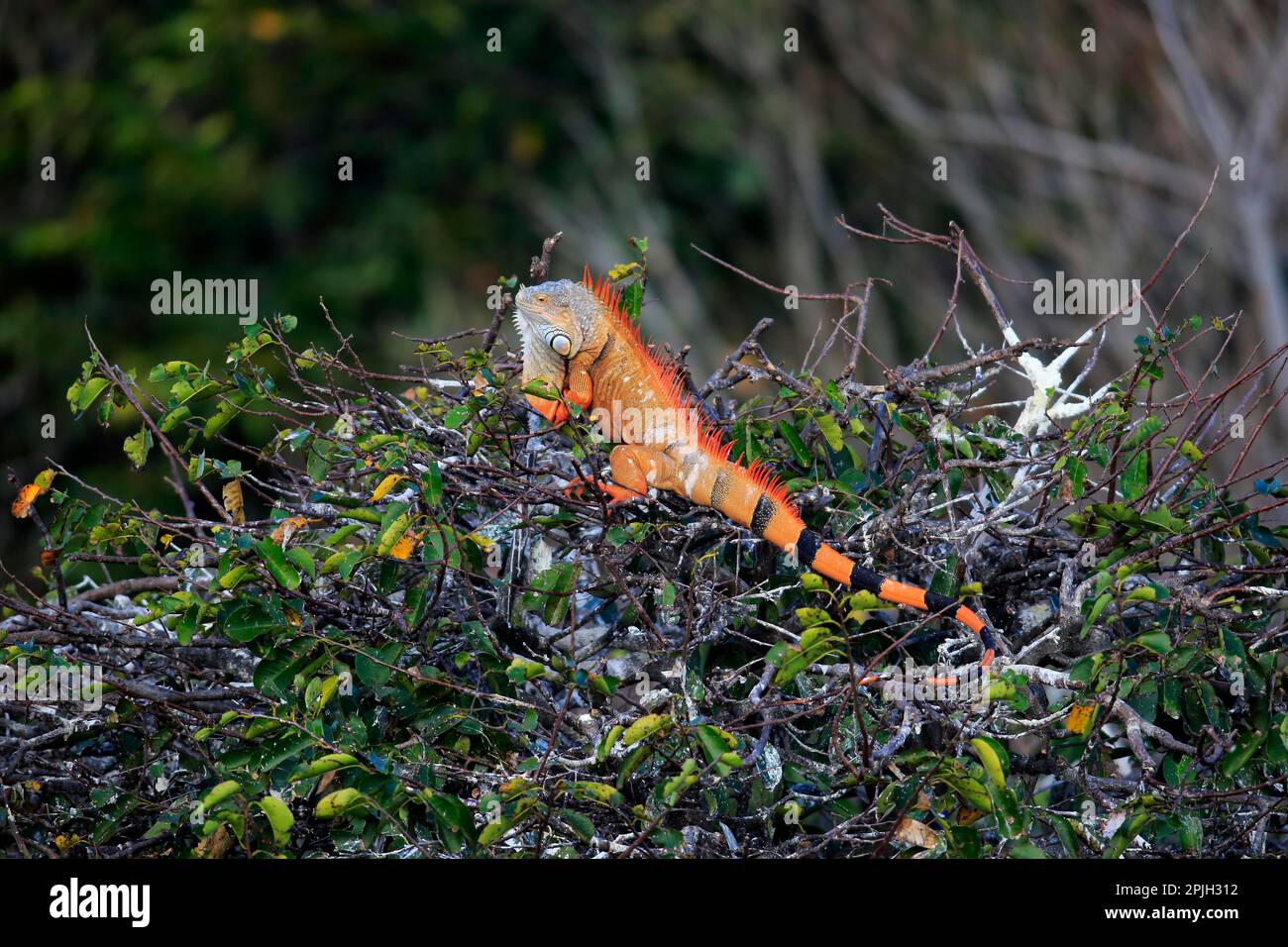 Common green iguana (Iguana iguana), adult on tree reddish in colour ...