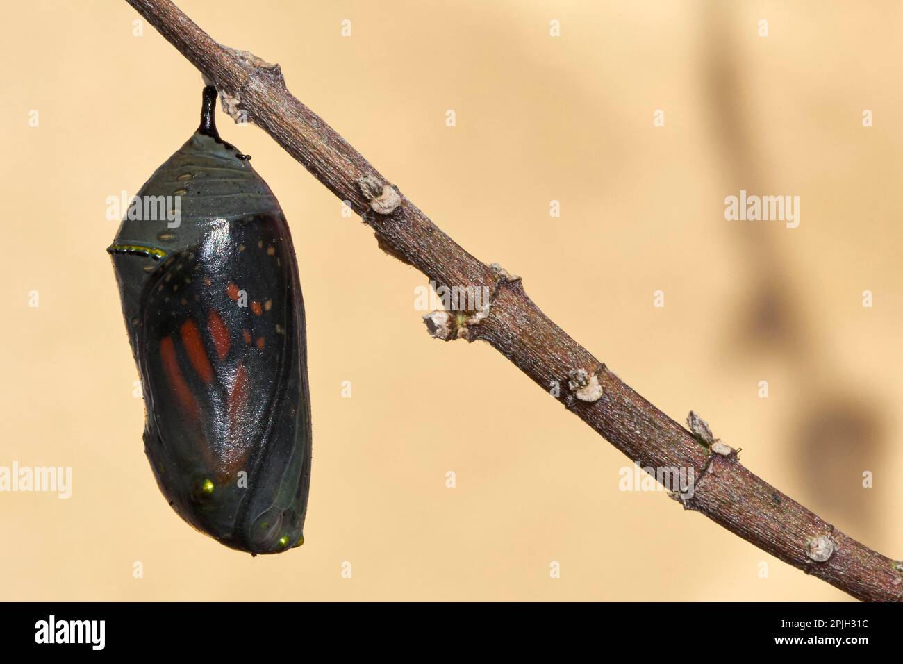 Monarch butterfly (Danaus plexippus), Chrysallis, late stage, adult ...