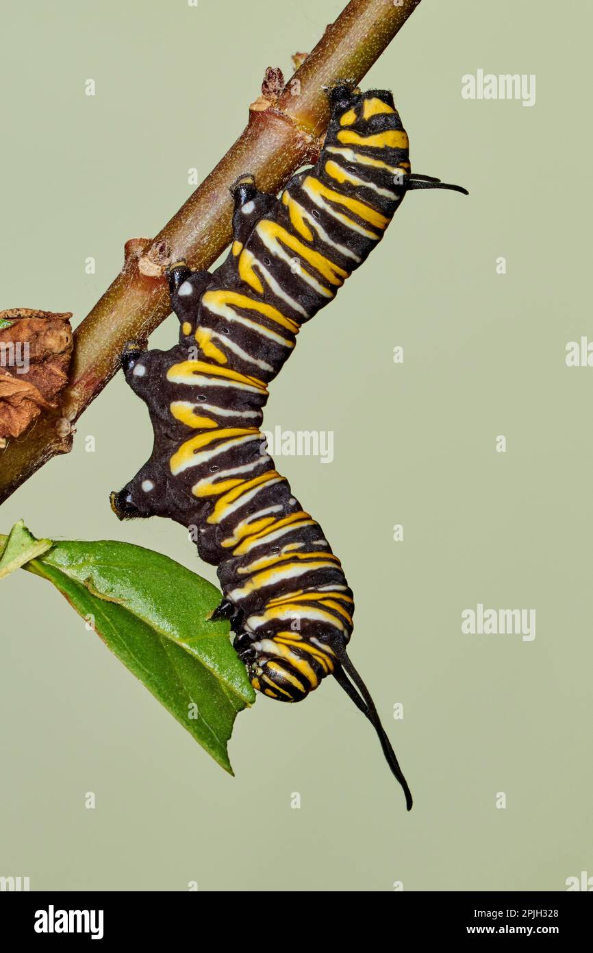 Caterpillar of the monarch butterfly (Danaus plexippus) Asclepia ...