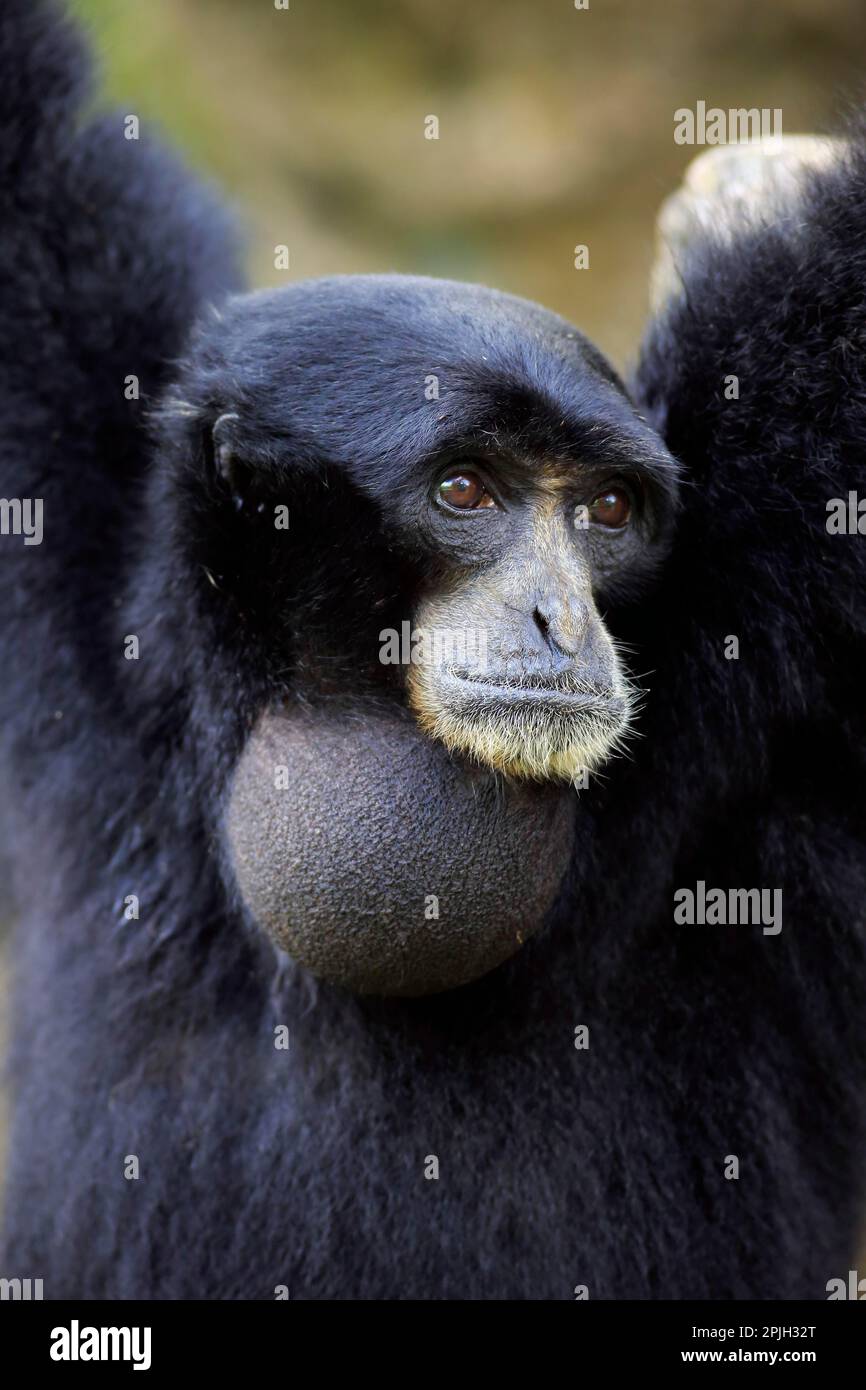 Siamang (Symphalangus syndactylus), portrait of an adult, Southeast ...