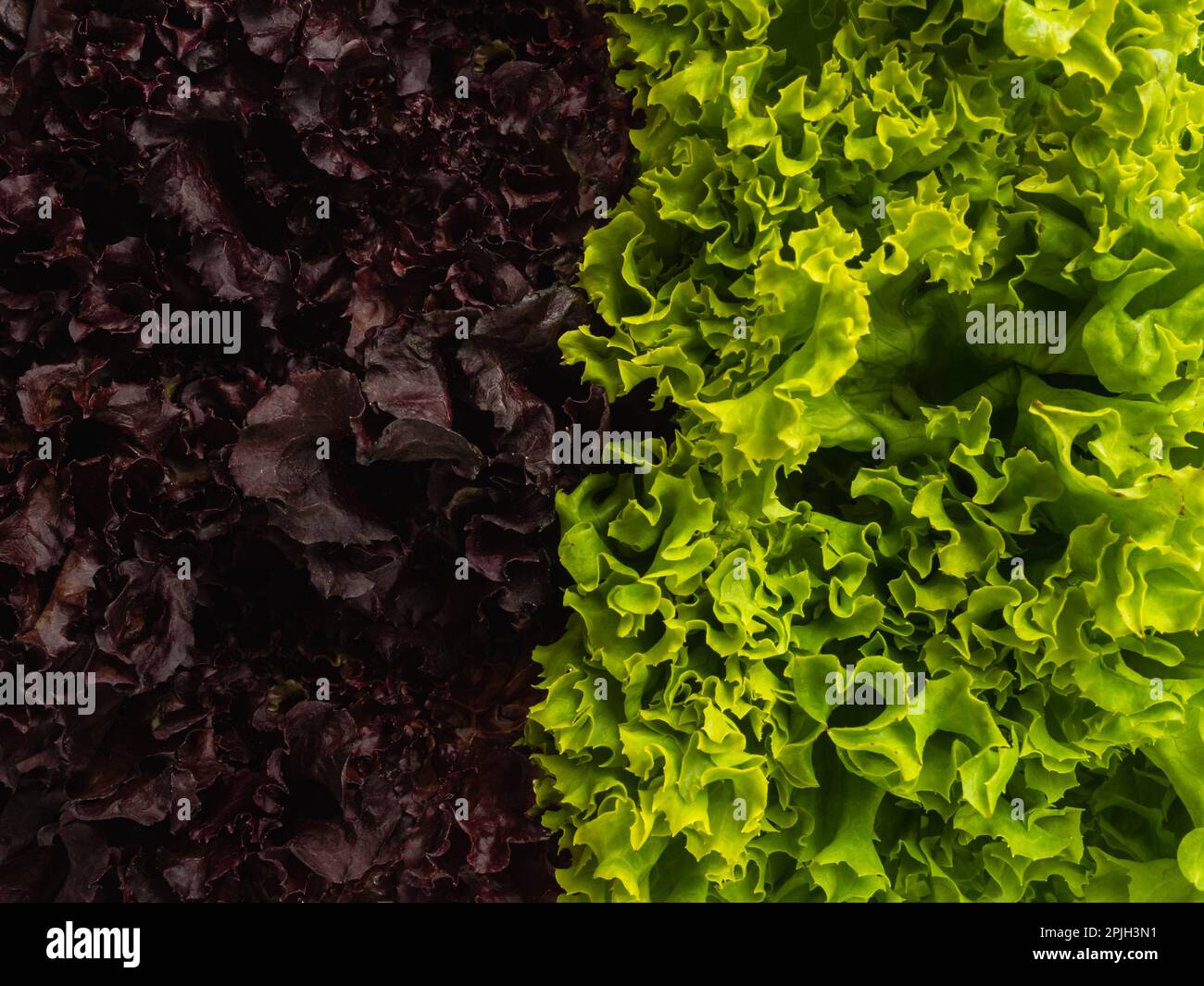 top view background of purple and green lettuce leaves, in half Stock ...