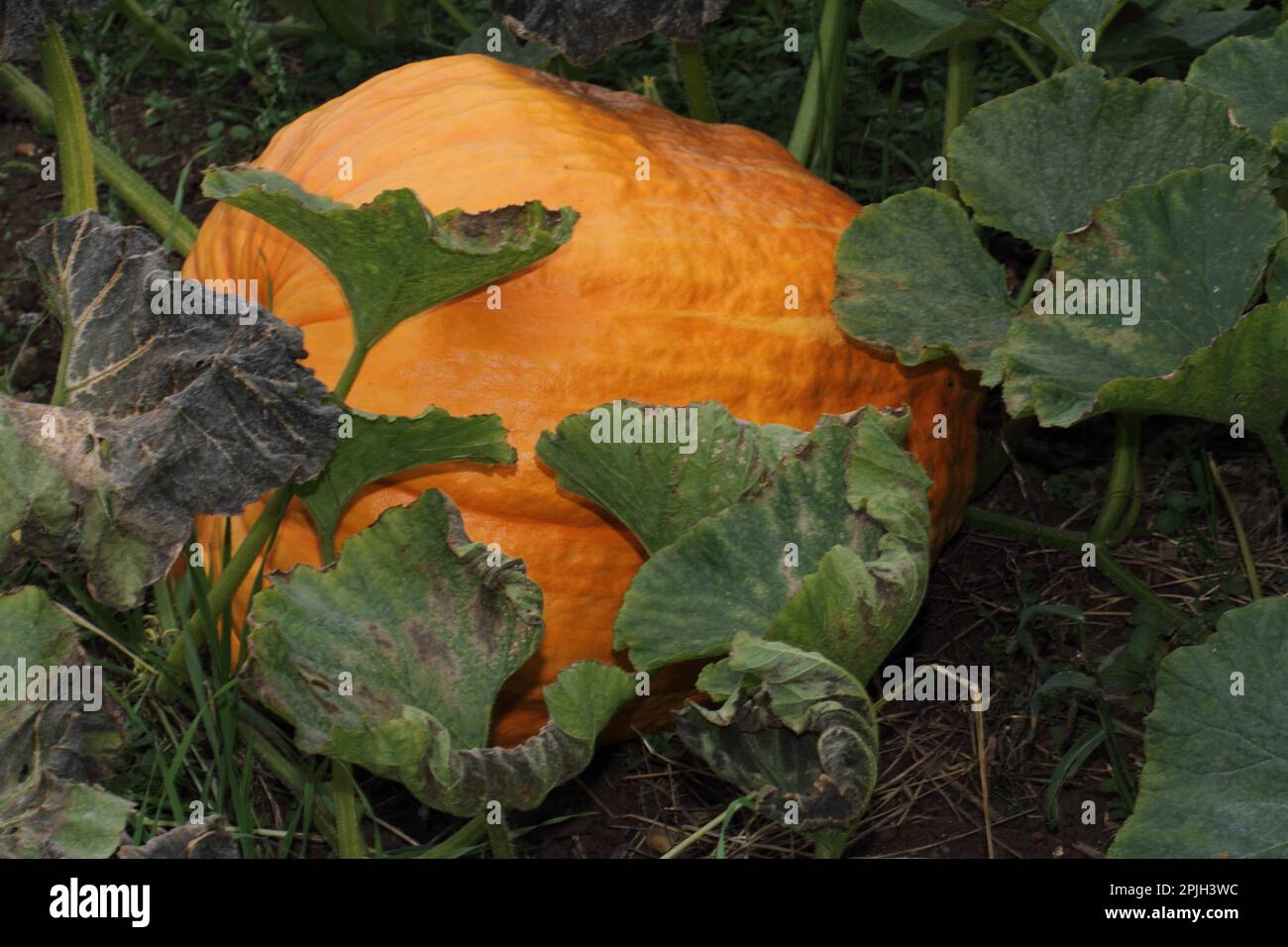 Squash (Cucurbita maxima Stock Photo - Alamy
