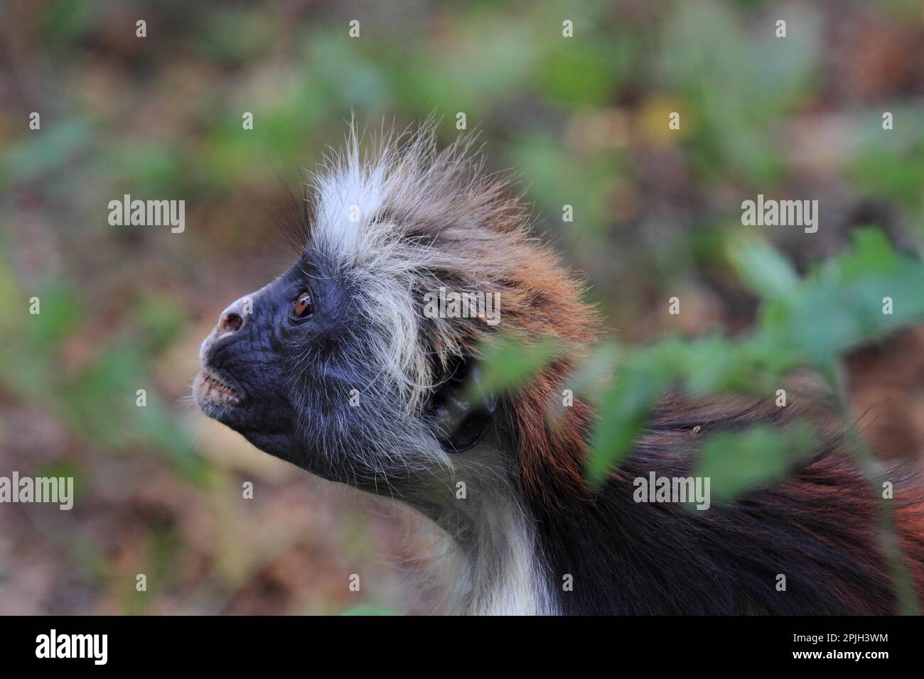 Red colobus monkey (Colobus badius kirkii Stock Photo - Alamy