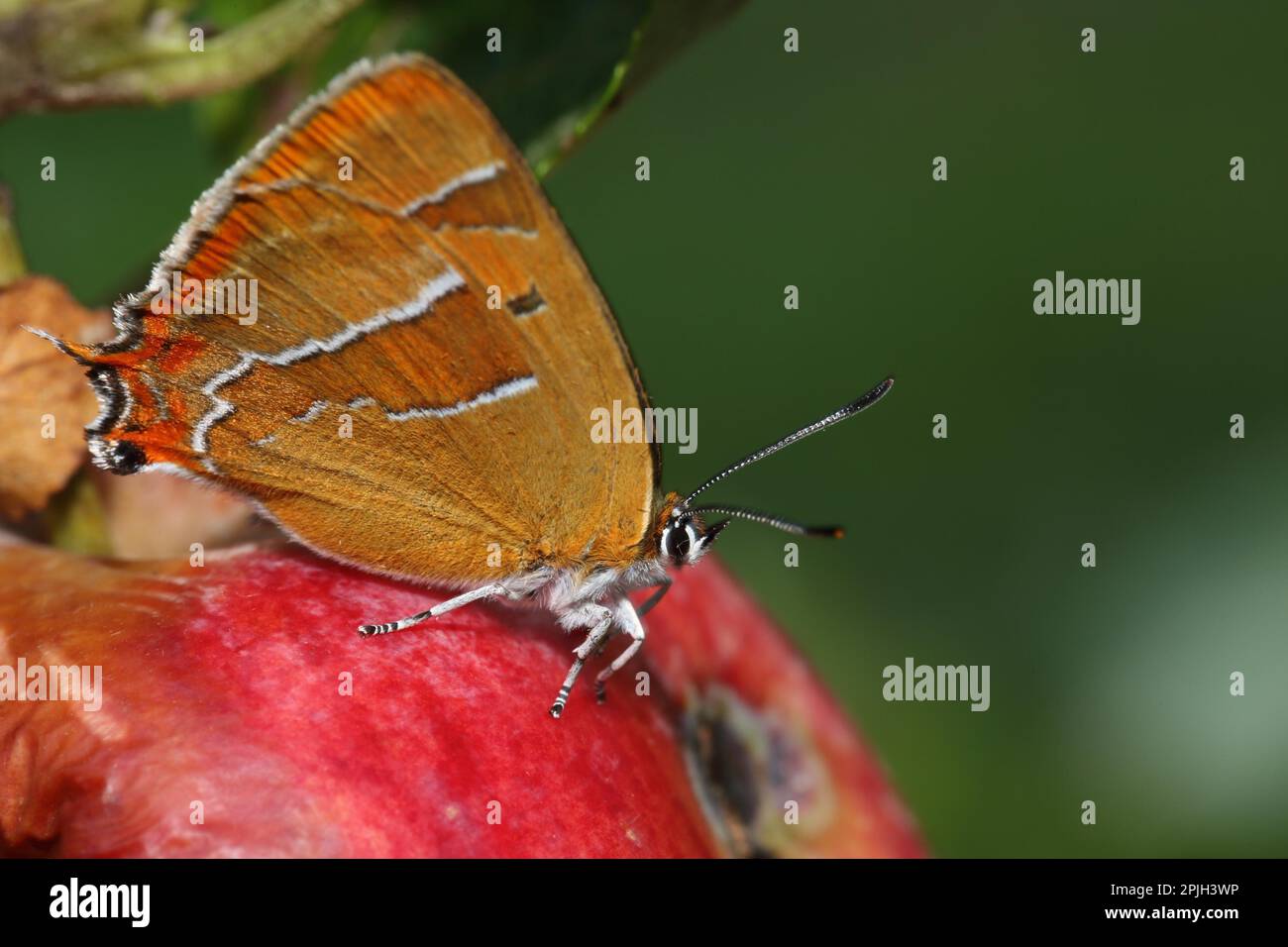 Brown hairstreak (Thecla betulae Stock Photo - Alamy